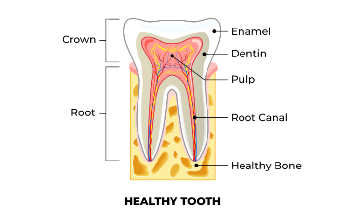 Capital Endodontics | Endodontics